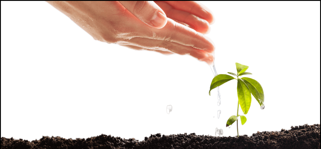 47 Best Health Benefits Of Leaf Of Life Plant - What Is Not mentioned