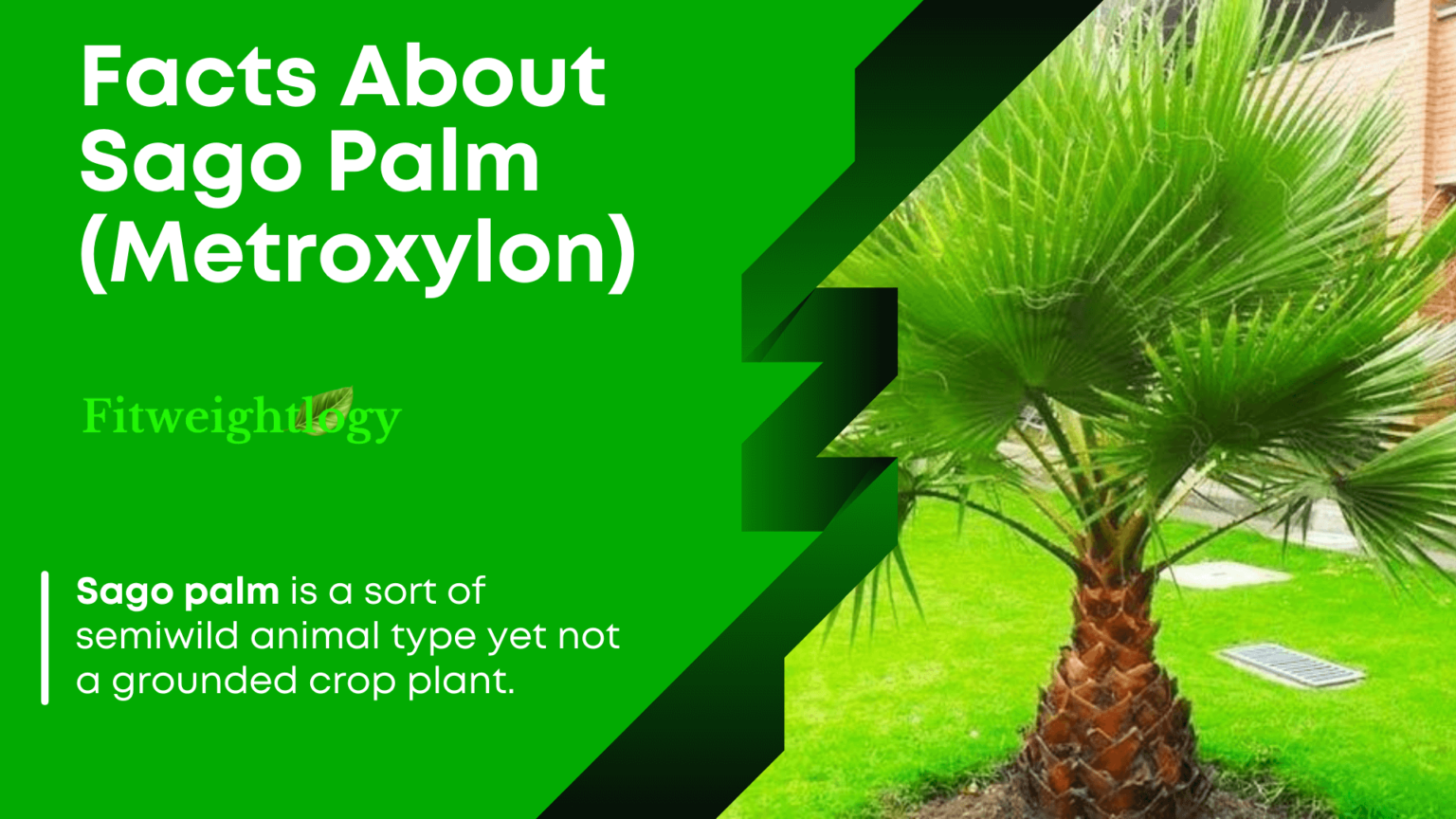 Facts About Sago Palm (Metroxylon) - Fitweightlogy