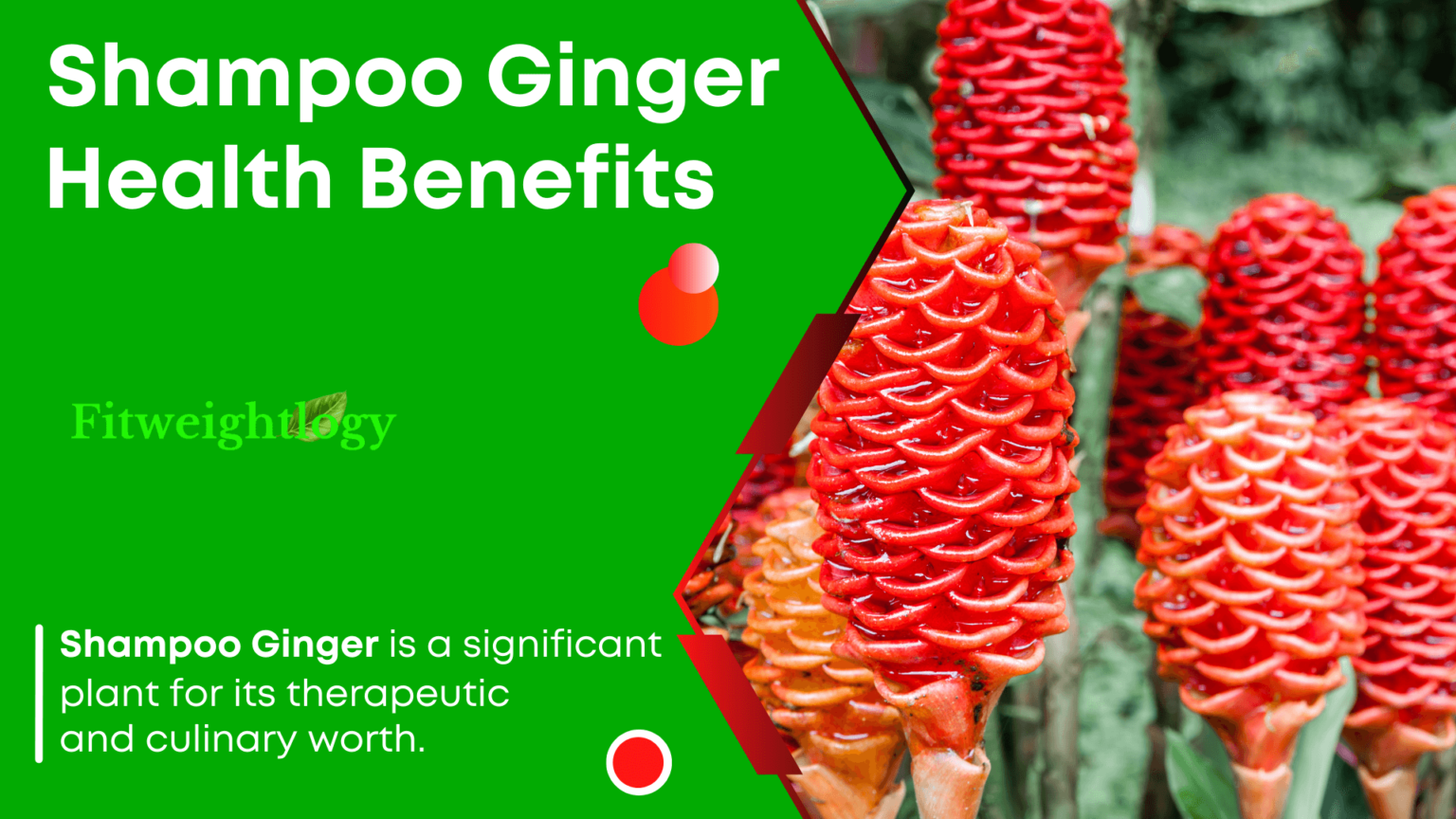 14 Best Shampoo Ginger Plant Health Benefits- Awapuhi (Zingiber ...