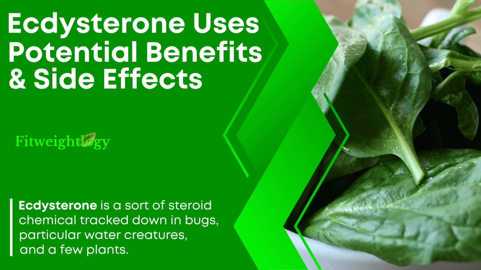 Ecdysterone Side Effects, Uses, Potential Benefits Of This Spinach Compound
